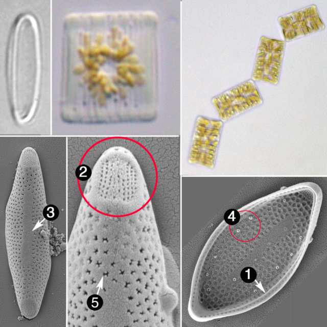 Guide to Pseudostriatella | Genera - Diatoms of North America