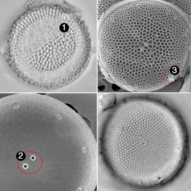 Thalassiosira | Genera - Diatoms of North America