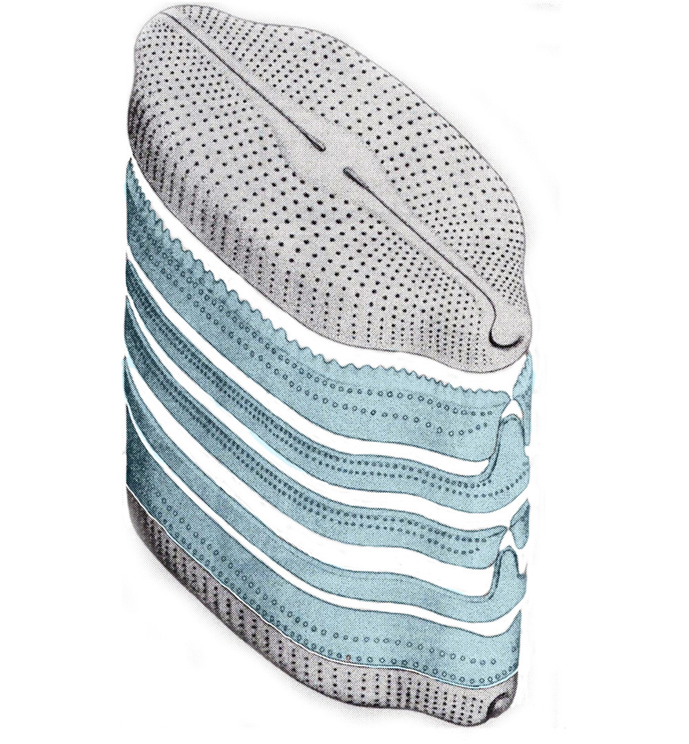 Cincture | Glossary - Diatoms of North America