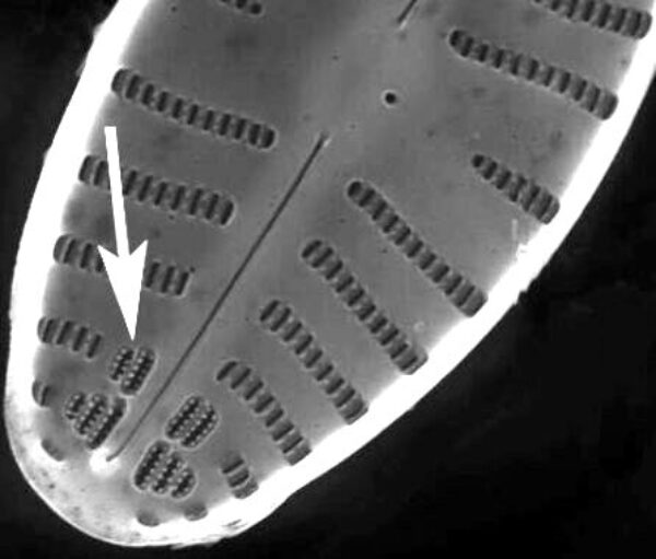 Annulus (Geissleria) | Glossary - Diatoms of North America