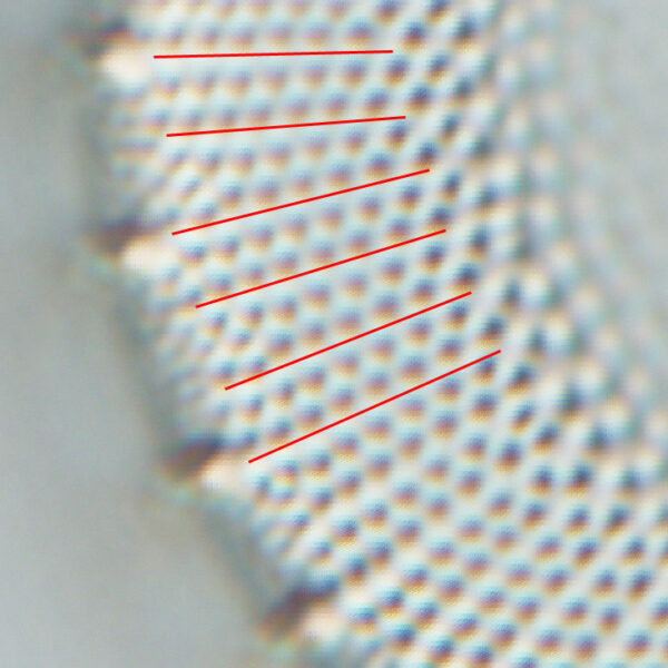 Fascicle | Glossary - Diatoms of North America