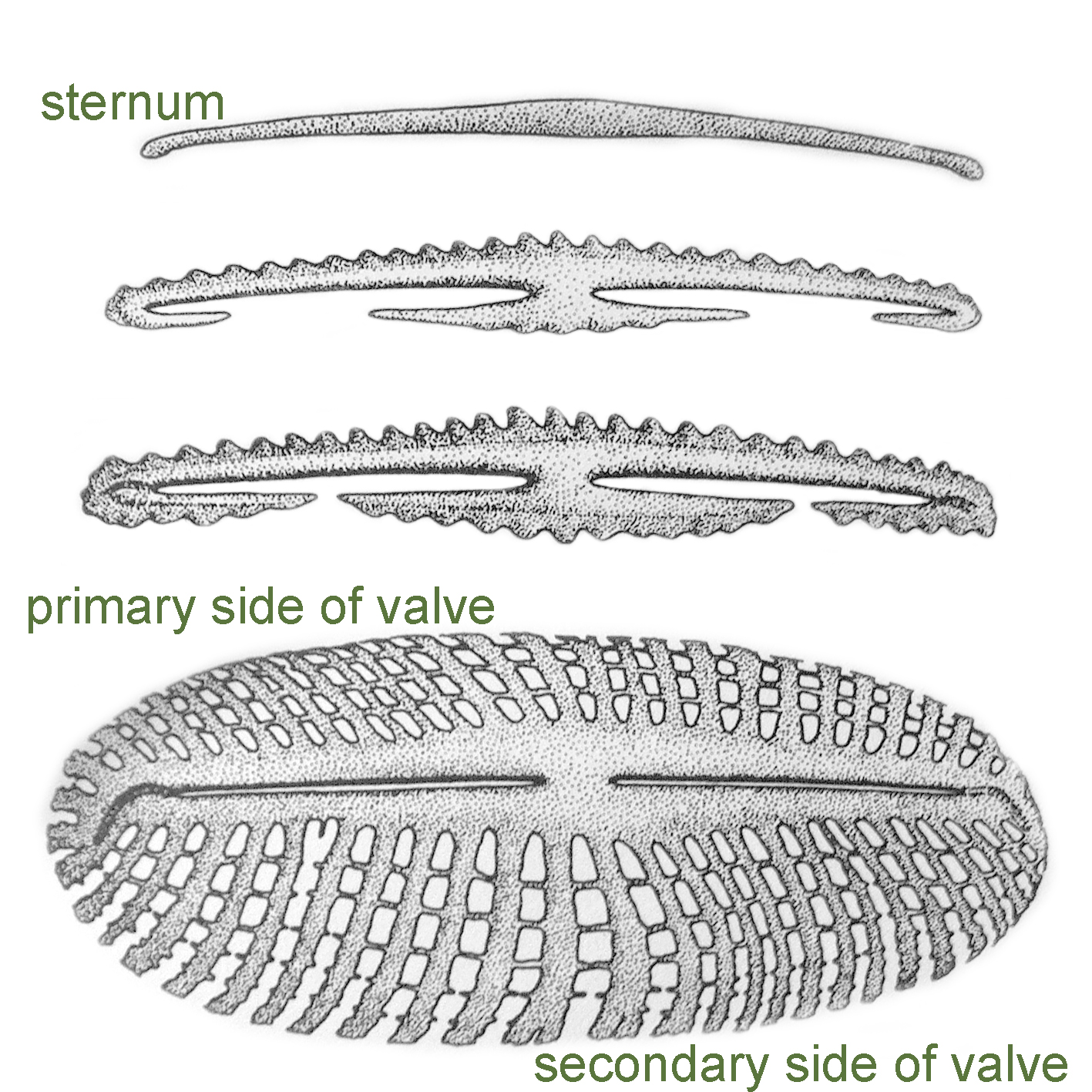 Image valve_morphogenesis.jpg | Species - Diatoms of North America