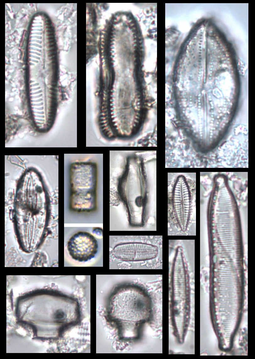 Rhinos, camels, and diatoms, oh my! | News - Diatoms of North America