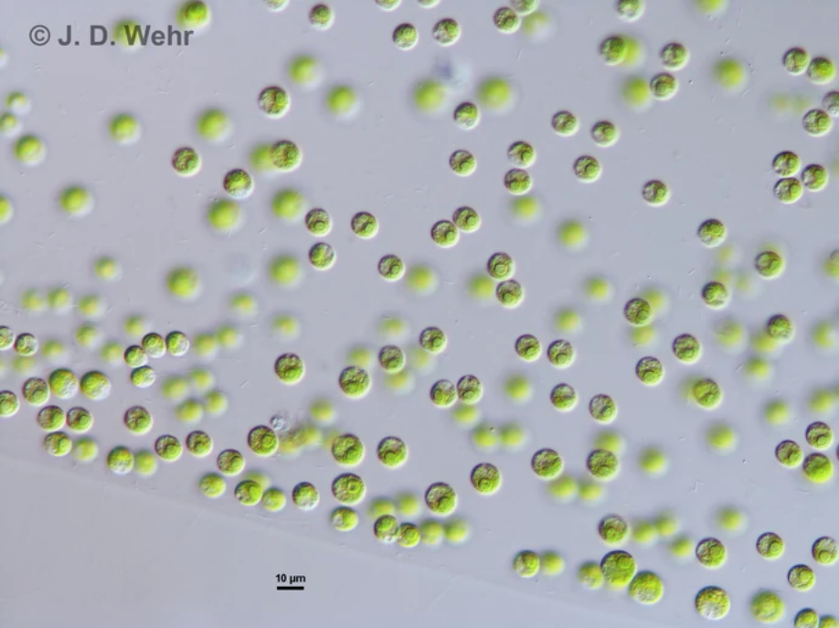 Splendid cyanobacteria, spectacular diatoms | News - Diatoms of North ...