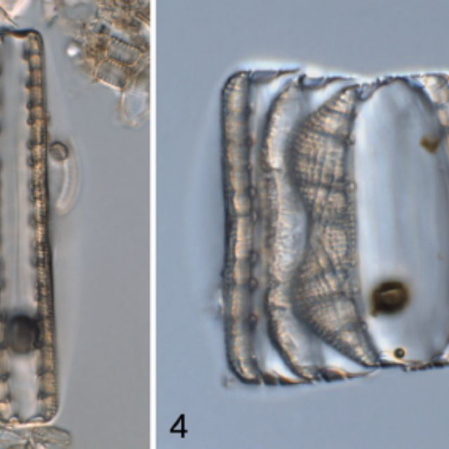 When the going gets tough... | News - Diatoms of North America