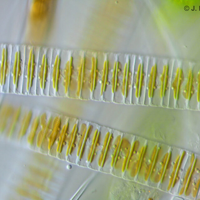 Splendid cyanobacteria, spectacular diatoms | News - Diatoms of North ...