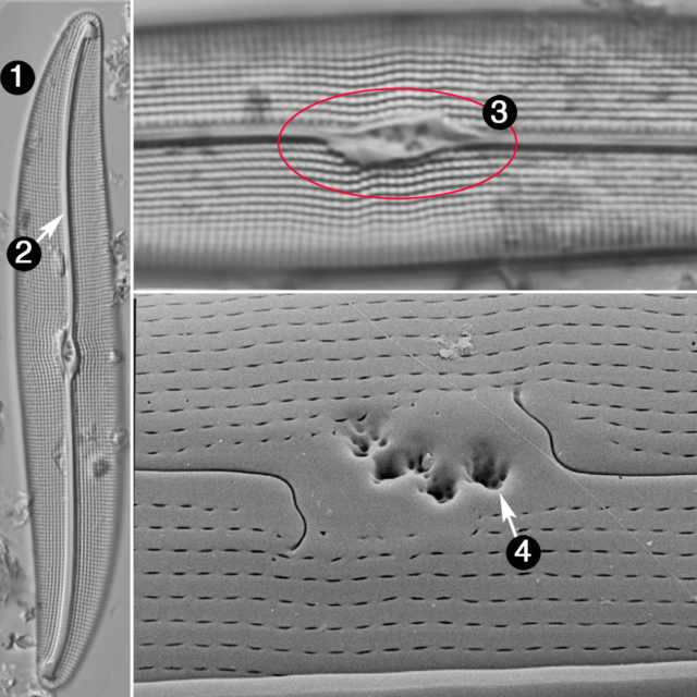 Guide to Gyrosigma reimeri | Species - Diatoms of North America