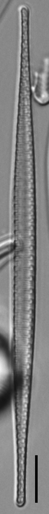 Image Brant_1095b__9.tif_2025-05-30-195437_adch.jpg | Species - Diatoms ...