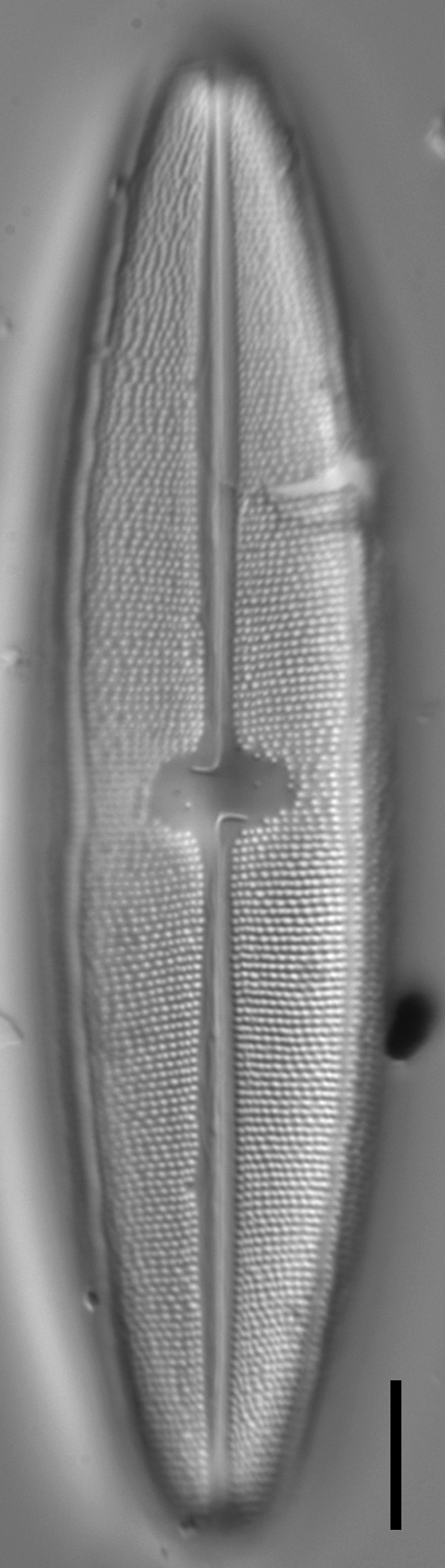 Image Neidium_rugosum_4_SMM-13159b.jpg | Species - Diatoms of North America