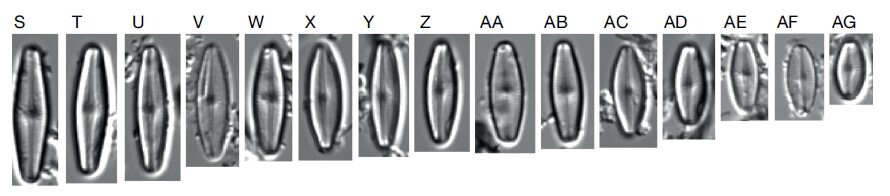 Image Adlafia-Umiujaqensis-orig-illus1.jpg | Species - Diatoms of North ...