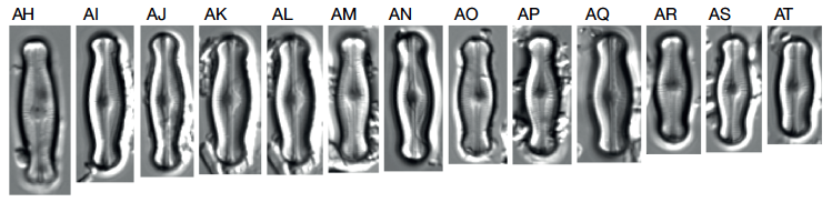 Image Adlafia_ossiformis_orig_ill_LM.png | Species - Diatoms of North ...