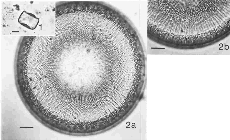 Image S_reimeri_orig_ill.jpg | Species - Diatoms of North America