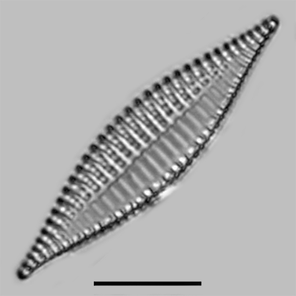 Image Tryblionella_lanceola_iconic.jpg | Species - Diatoms of North America