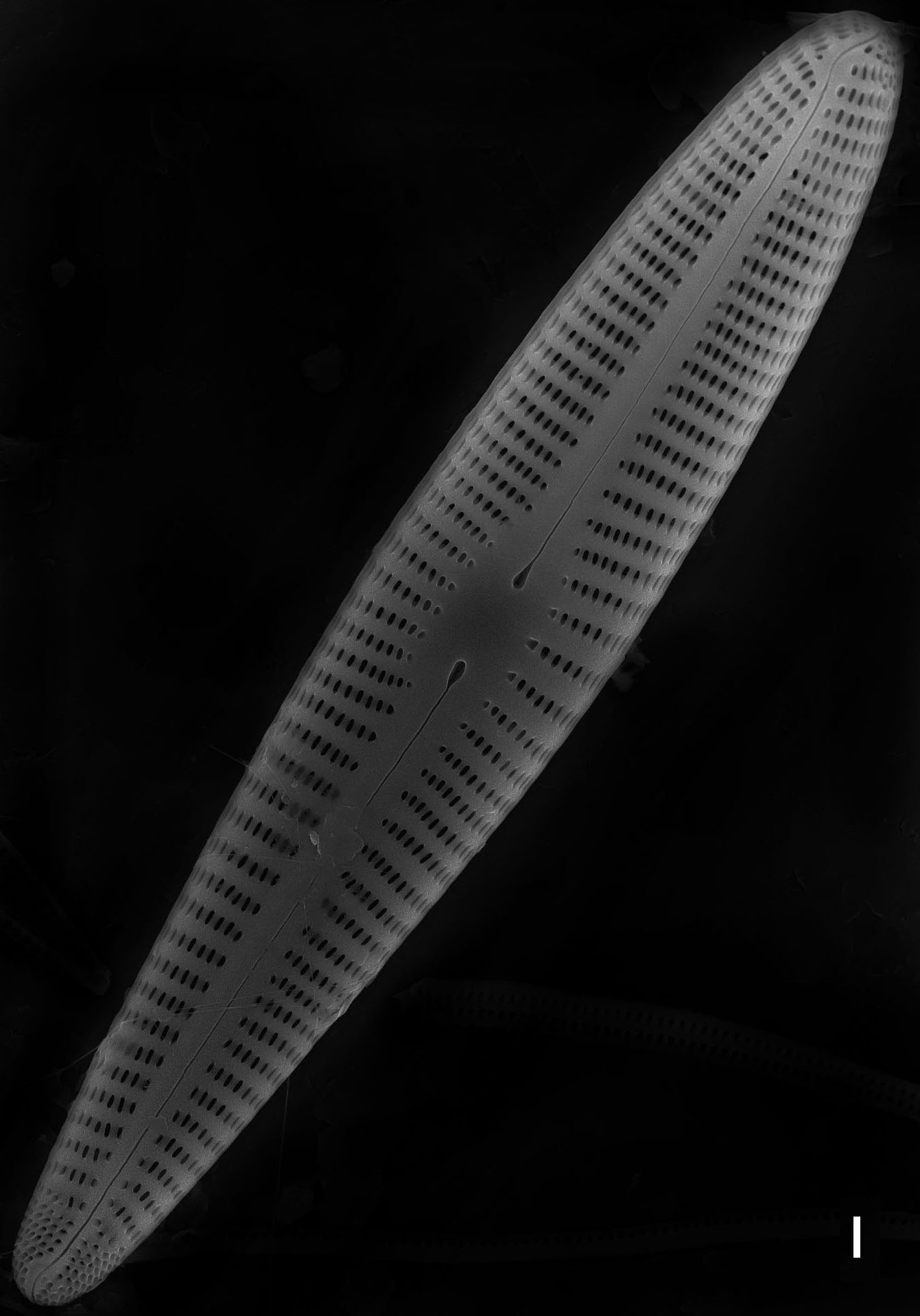 Image 57002_SEM2.jpg | Species - Diatoms of North America