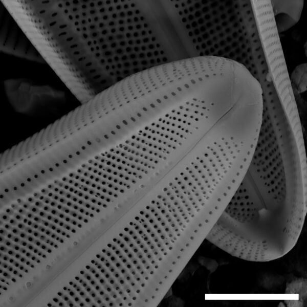 Neidium iridis | Species - Diatoms of North America