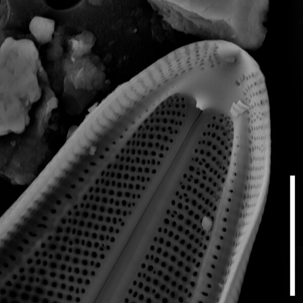 Neidium iridis | Species - Diatoms of North America