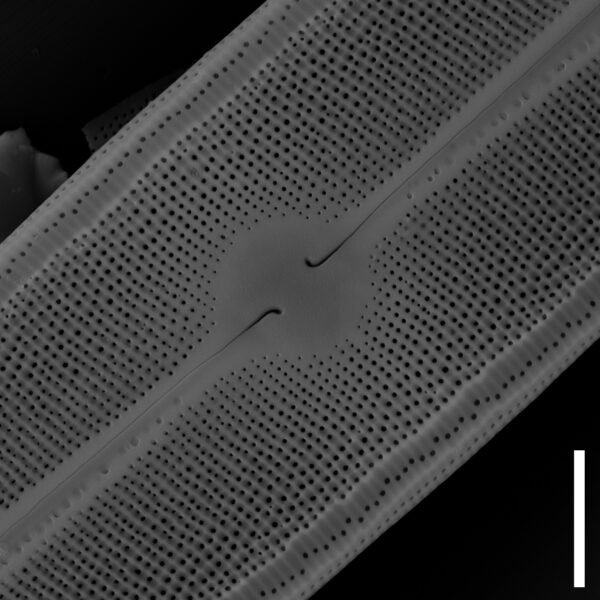 Neidium iridis | Species - Diatoms of North America