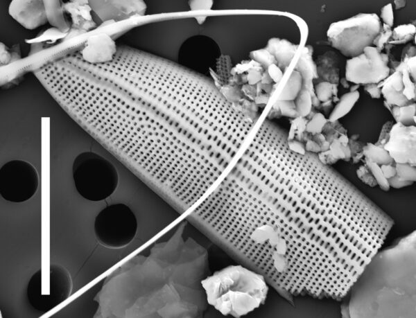 Neidium amphigomphus | Species - Diatoms of North America