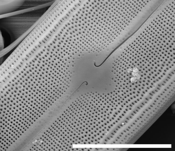 Neidium amphigomphus | Species - Diatoms of North America